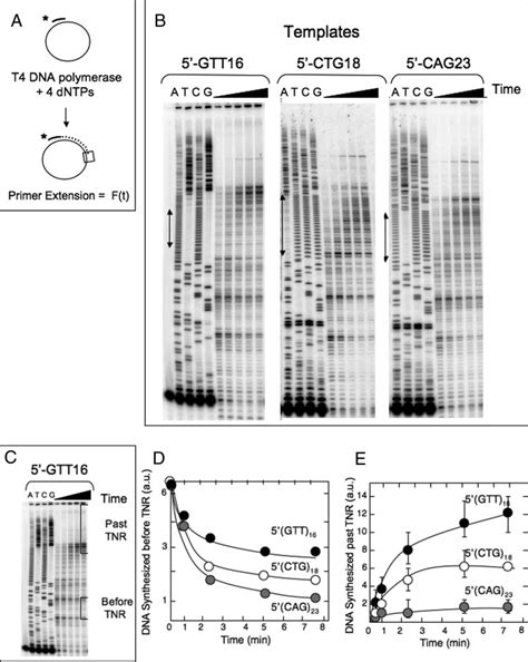 Short Tract Of Structure Forming 5 Cag Repeats Imposes A Stronger