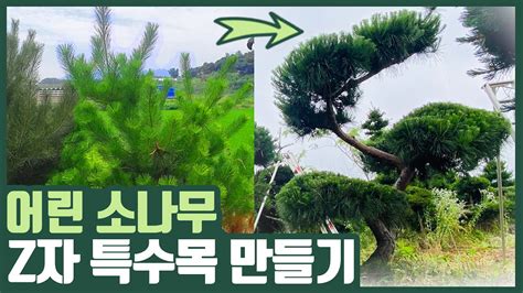어린 소나무 전지 3탄 어린 소나무 Z자 곡 소나무 특수목으로 만들기 참 쉽죠 Youtube