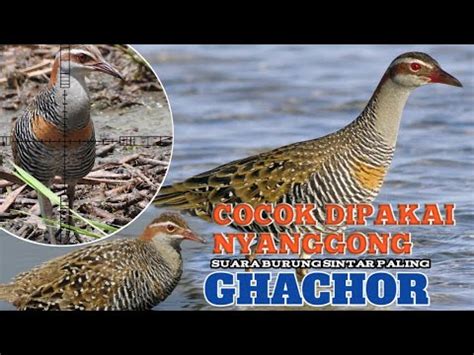 Suara Pikat Burung Sintar Paling Ampuh YouTube
