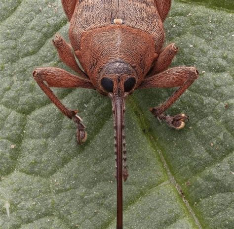 That Weebil Is Standing On Its Leave Rweeviltime