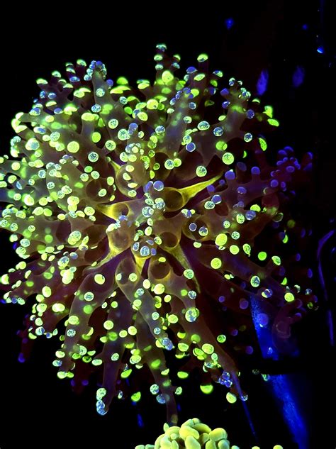 Frogspawn Sbb Corals