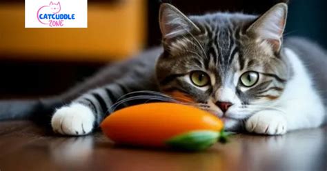 How To Tell Cat Gender By Face Vet Approved Guide