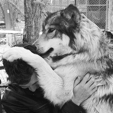 29 Cute Wolf Pictures That Will Melt Your Heart A Little