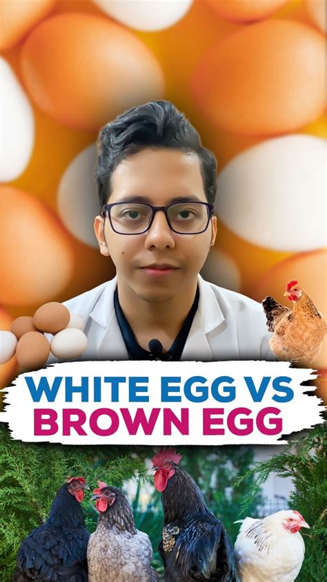 Brown Egg Vs White Eggs