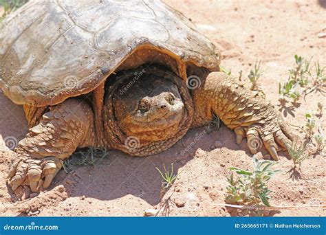 Common Snapping Turtle Chelydra Serpentina Stock Image Image Of Carnivores Snappingturtle