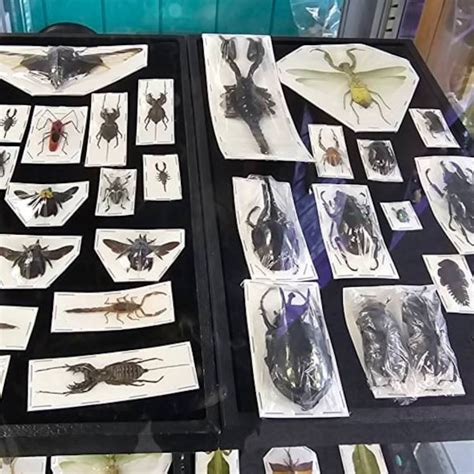 Assorted Bugs Insects Specimen Wholesale Mix Lot Bulk Etsy Uk