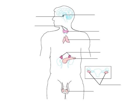 Endocrine System Diagram Diagram Quizlet
