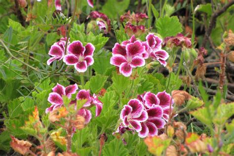 Regal Geranium All You Need To Know