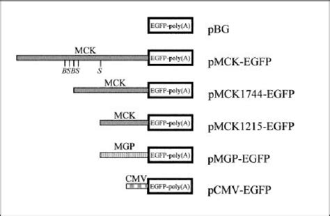 Schematic Representation Of Egfp Expressing Plasmids Nucleotide