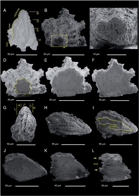 fib sem imaging of internal structures a positioning of the b f
