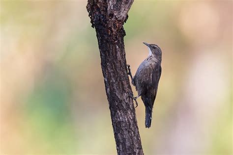 Black Tailed Treecreeper Climacteris Melanura