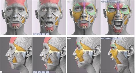 Facial Expressions Rage Artofit