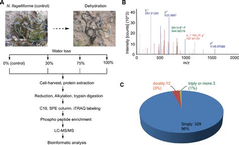 Workflow Of The Experiment To Analyze The Phosphoproteome A