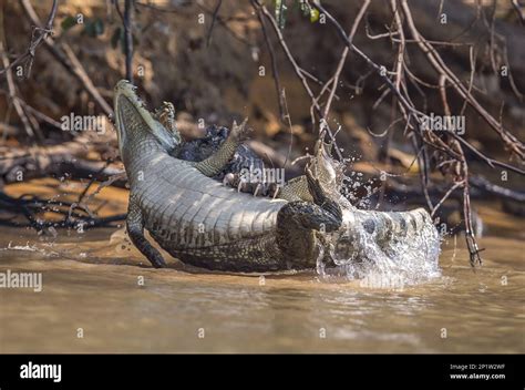 Jaguar Hunting Crocodile