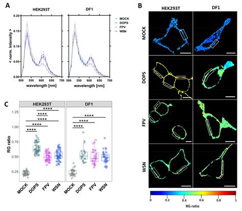 What Is A Leaflet In A Membrane Potential Graph