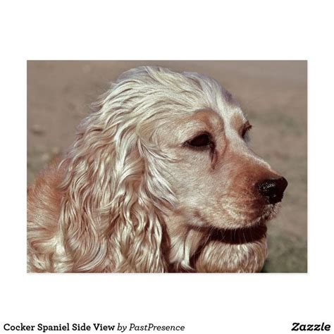 Cocker Spaniel Side View Postcard Spaniel Postcard Cocker Spaniel