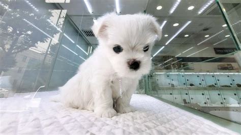 발걸음 멈추게한 펫숍 55만원 말티즈6개월 지나면 헐값 말티즈 88 3 이야기 ③ 중앙일보