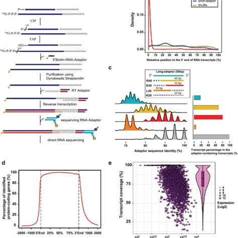 Enrichment Of Full Length Rna Transcripts By 5ʹ Cap Capturing A