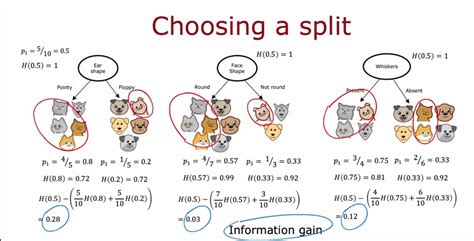 Information Gain Calculation Query Advanced Learning Algorithms