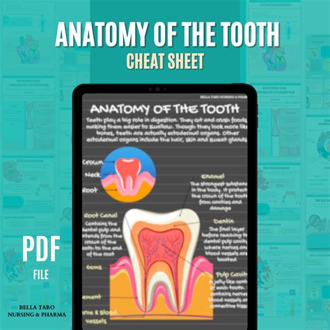 Anatomy Of The Tooth Sheets Dental Periodontal Chart Dental Hygiene Notes Dental Assistant