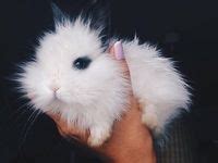 Идеи на тему Fluffy животные самые милые животные милые