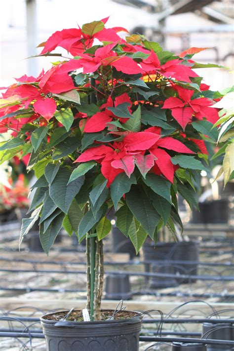 Large Poinsettia At Jenenge Blog