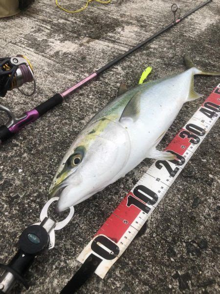 春開幕 大阪府 岸和田・貝塚 ショアジギング メジロ・ワラサ 陸っぱり 釣り・魚釣り 釣果情報サイト カンパリ