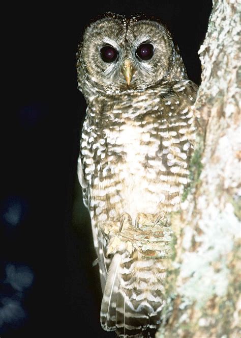 How To Maintain Biodiversity In The Forests Ecosystems