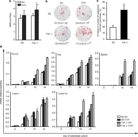 Osteoblast Differentiation And Activity In Wild Type B6 And