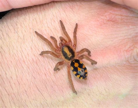 Hapalopus Formosus Pumpkin Patch Lrg Young Adult Female Westside