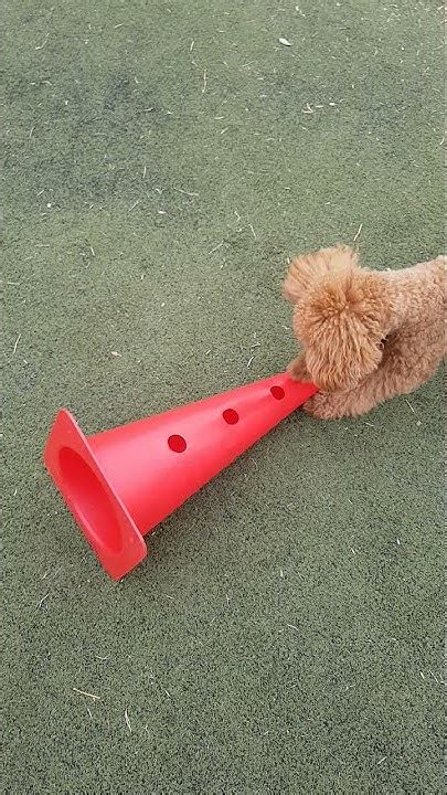 After Put Dog Treats In The Labacon Shorts Youtube