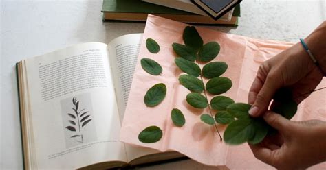 Plantas Y Escritoras De Emily Dickinson A Marosa Di Giorgio Cómo El