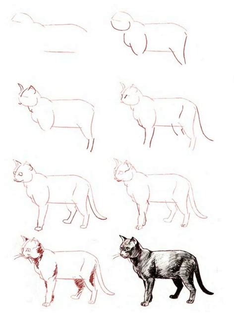Как да нарисуваме котка с молив 51 снимки Лесни уроци за рисуване