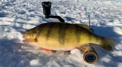 Devils Lake Ice Fishing Guide To Winter Success Review Your Gear