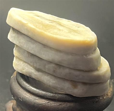 Fossilporn Cool Pictures Of Fossils Sfw