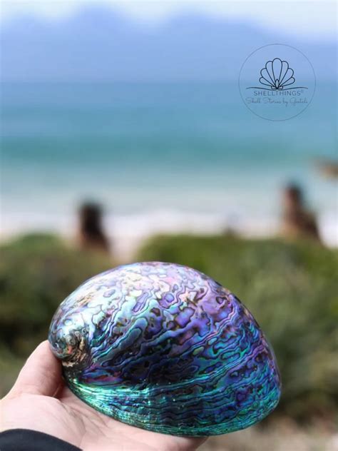 Abalone Shells At Rs 800piece Mother Of Pearl Shell In Raigad Id