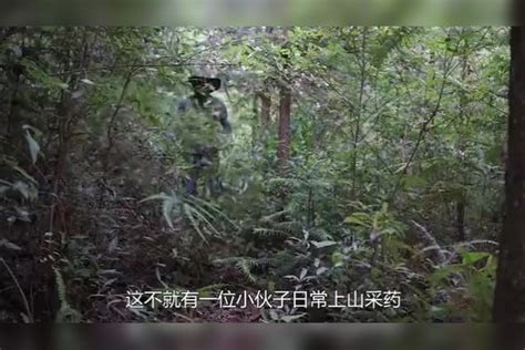 小伙上山采药，意外挖出“香蕉”，专家鉴定完发财了！香蕉上山小伙