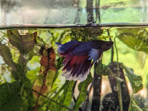 Tail Biting Rbettafish