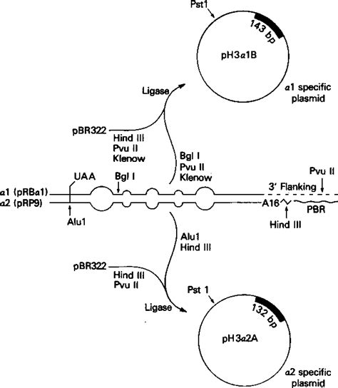 Figure 1 From Locus Assignment Of Alpha Globin Structural Mutations By