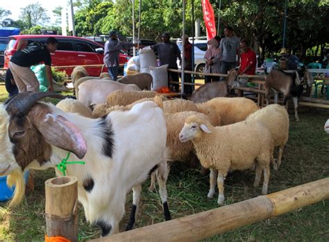 Jelang Idul Adha Harga Kambing Di Pekalongan Mulai Naik