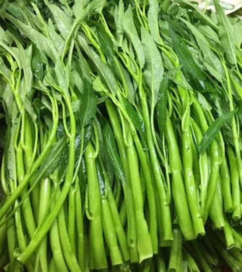 50 Thai Water Spinach Seeds Ong Choy Kangkong Kong Xin Cai Vegetable Usa Garden Fresh