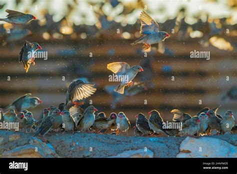 A Mega Flock Of Red Billed Quelea Quelea Quelea Gather At A Water