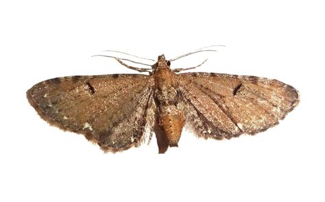 Genus Eupithecia