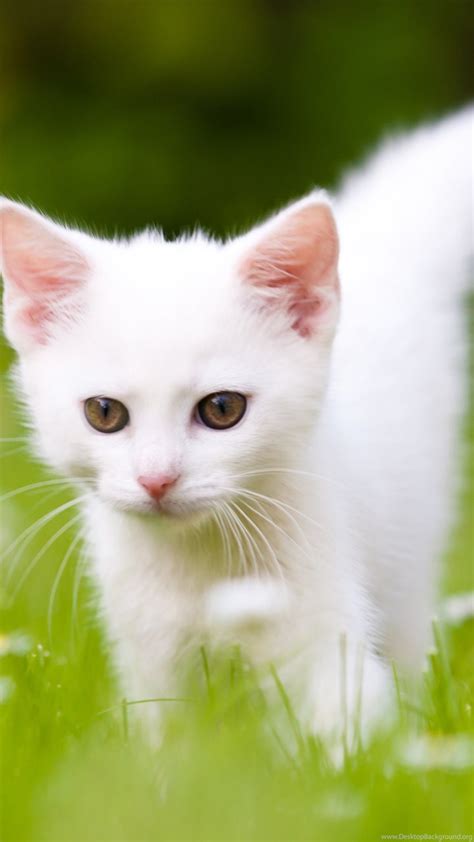 Cute White Kitten Hd Desktop Wallpapers Widescreen High Desktop