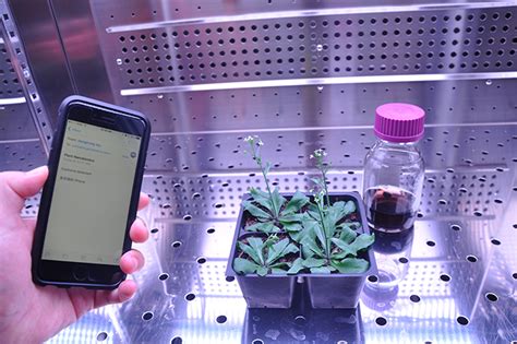 Bionic Spinach Plants Can Detect Explosives University Of California