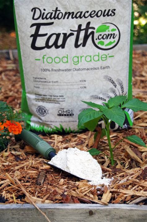 Using Diatomaceous Earth In The Garden Turning The Clock Back