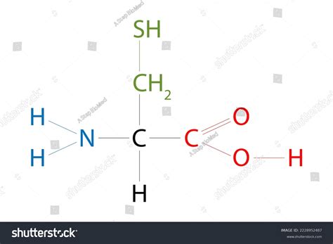Structure Cysteine Cysteine Amino Acid That Stock Vector Royalty Free