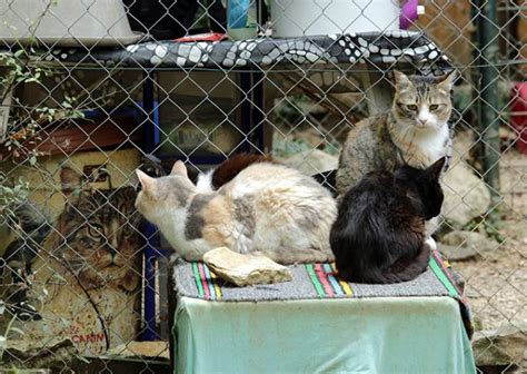 Heres The Difference Between “kill” And “no Kill” Shelters 11 Pics