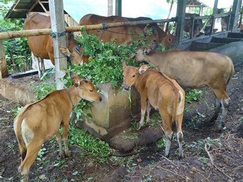 Cara Memelihara Sapi Agar Sehat Dan Gemuk Dan Cara Berbudidaya Yang Baik