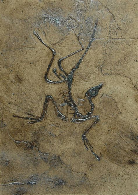 Archaeopteryx Fossil